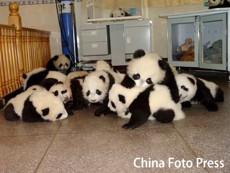 OMG, how cute: Baby pandas - OMG.BLOG