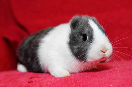 OMG, how cute: Earless bunny - OMG.BLOG