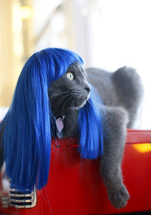 OMG, how cute: Kitty wigs - OMG.BLOG