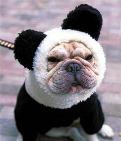 OMG, how cute: Bulldog panda - OMG.BLOG