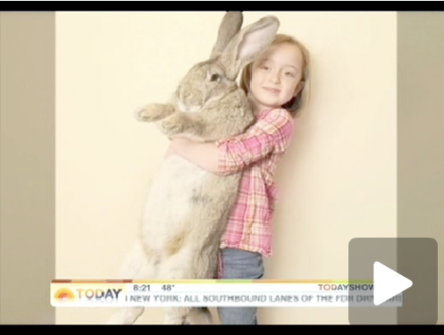 OMG, How Giant: Darius the giant rabbit - OMG.BLOG