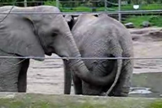 OMG, how cute: Elephant eats poop - OMG.BLOG