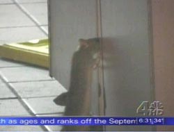 OMG, how rat-infested: KFC/Taco Bell - OMG.BLOG