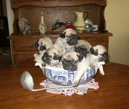 OMG, how cute: Bowl of pugs - OMG.BLOG
