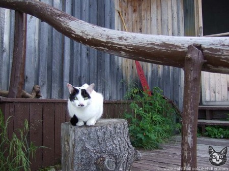 OMG, how cute: Hitler cat - OMG.BLOG