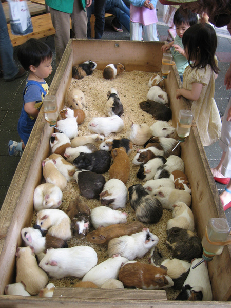 OMG, how cute: A million guinea pigs - OMG.BLOG