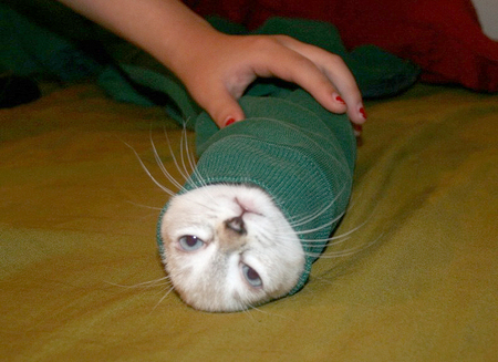 OMG, how cute: Cat in a sock - OMG.BLOG