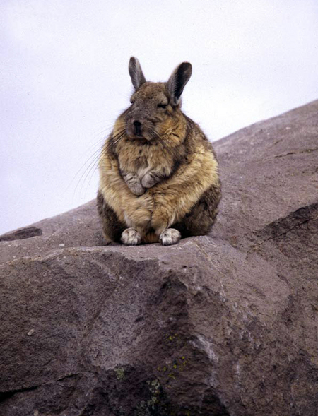 OMG, how cute: Viscacha - OMG.BLOG