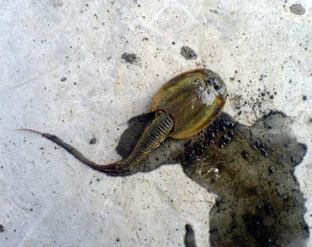 OMG, how scary: Ancient fish creature - OMG.BLOG