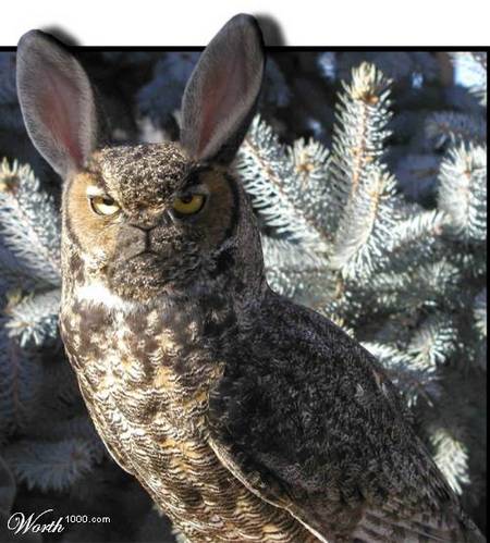 OMG, how cute: Bunny owl - OMG.BLOG