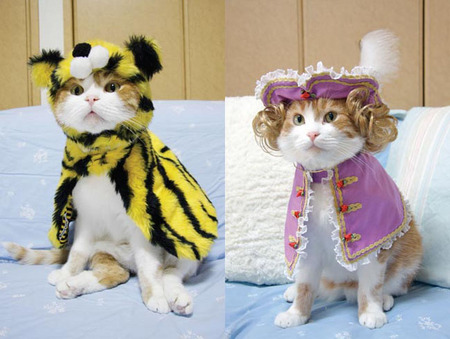 OMG, fantastic: Cat Prin - OMG.BLOG