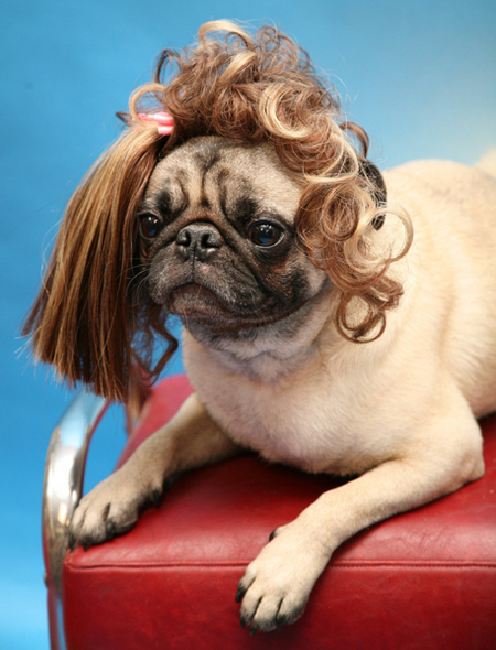 OMG, how cute: Pug with a weave - OMG.BLOG