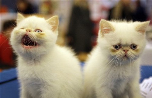 OMG, Twinsie Catties! - OMG.BLOG