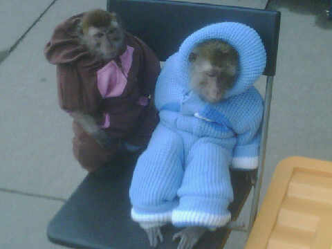 OMG, how cute: Russian monkeys in jumpsuits - OMG.BLOG