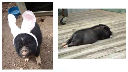 OMG, missing pig: Can you help? - OMG.BLOG