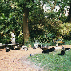 OMG, how cute: Public cat park - OMG.BLOG