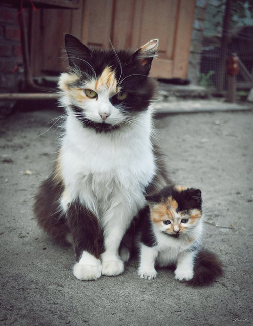 OMG, copy cats: cute animals & their cute babies - OMG.BLOG