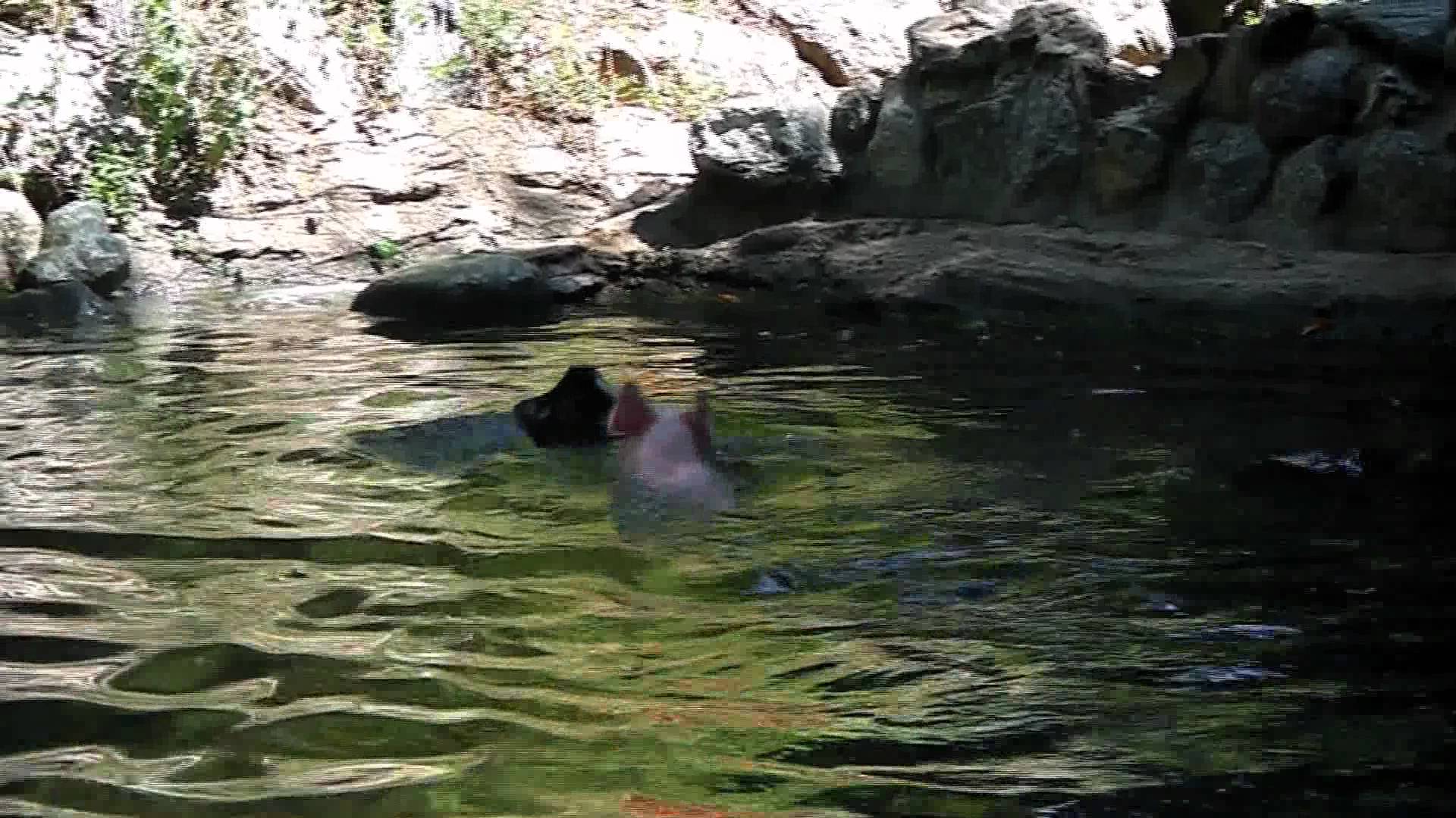 OMG, a fearless hero: Pig saves drowning goat - OMG.BLOG