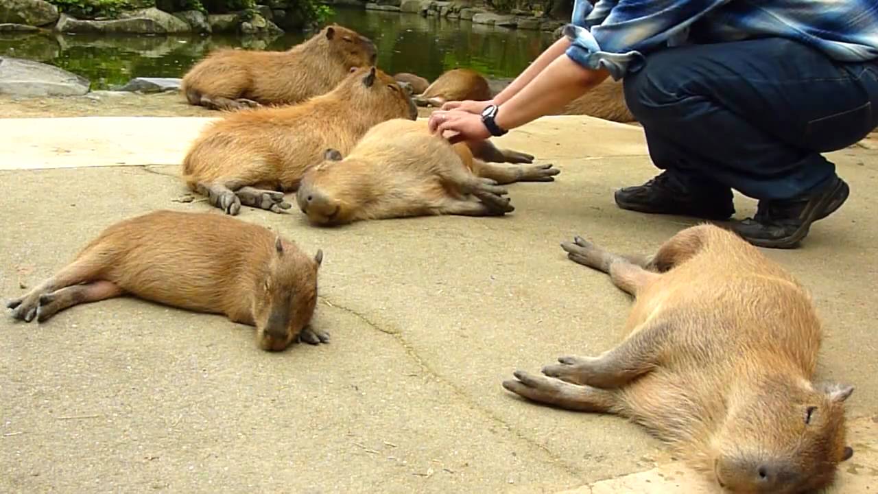 OMG, Adorable or Terrifying?: Scratching Many Capybaras - OMG.BLOG