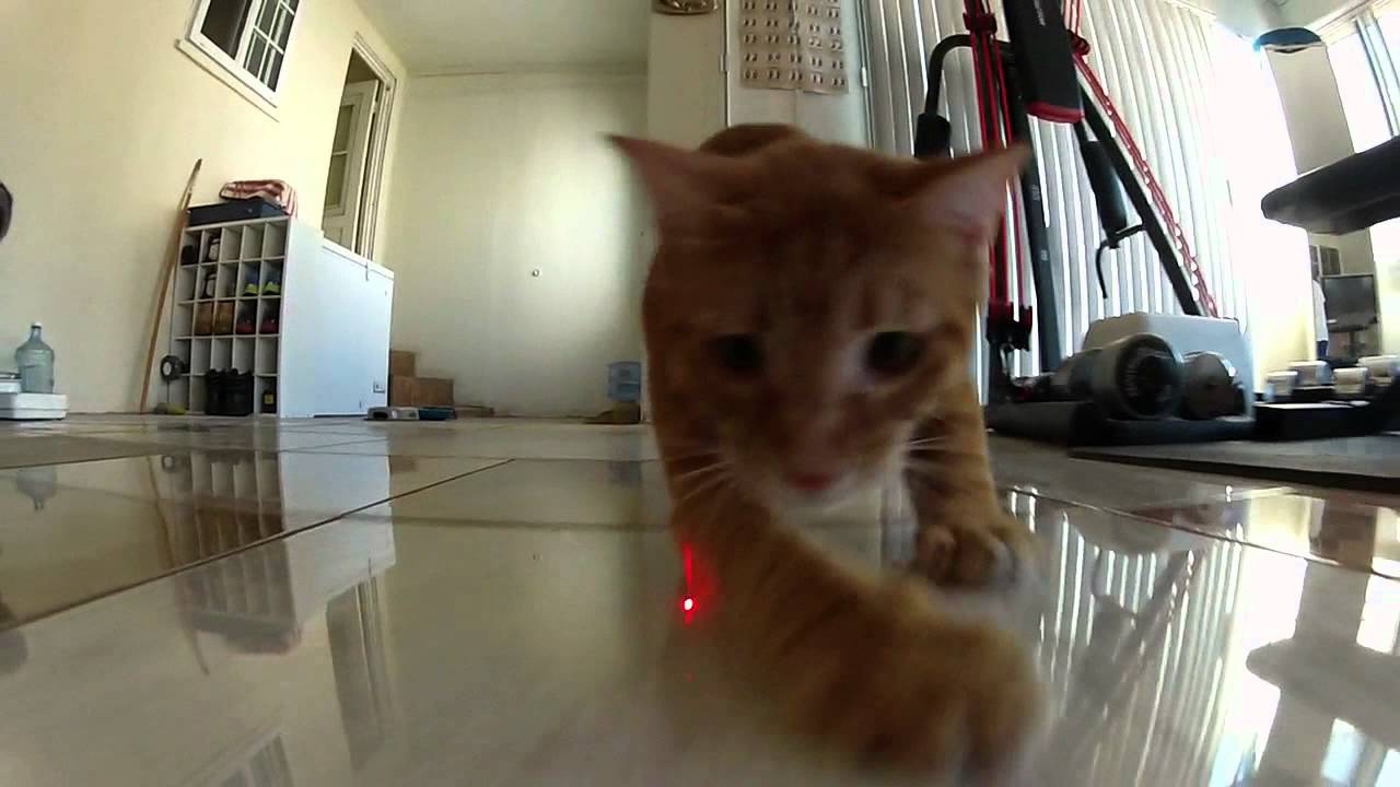 OMG, dangerously cute: Cats vs. laser pointers - OMG.BLOG