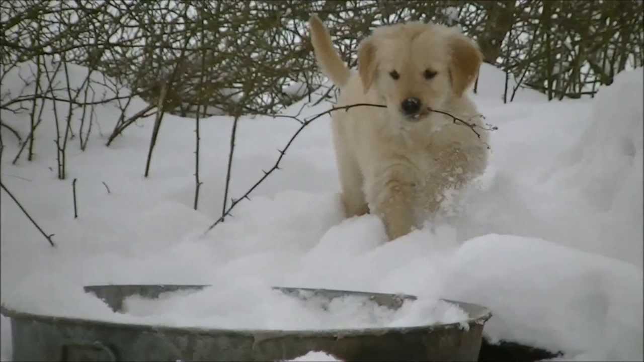 OMG, Fluffer Puppers: Puppies in the Snow - OMG.BLOG