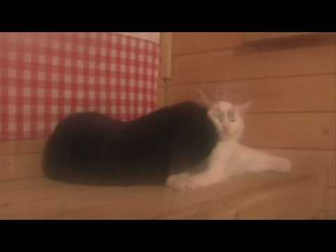 OMG, how cozy: Sauna cats and big daddy - OMG.BLOG