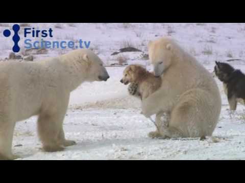 OMG, how cute: Polar bear and huskies - OMG.BLOG