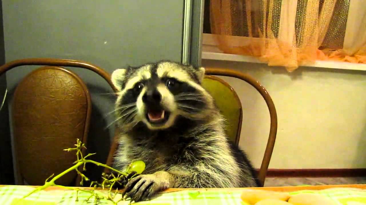OMG, how cute: Raccoon eating grapes at the table - OMG.BLOG