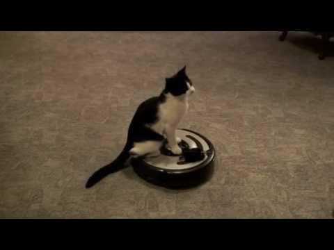 OMG, how cute: Roomba driver cat - OMG.BLOG