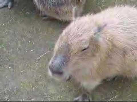 OMG, how cute: Singing capybaras - OMG.BLOG