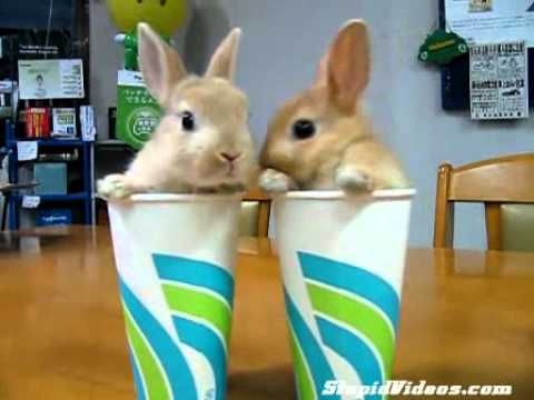 OMG, how cute: Two rabbits, two cups - OMG.BLOG