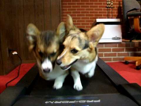 OMG, How Physically Fit: Corgis on the treadmill - OMG.BLOG
