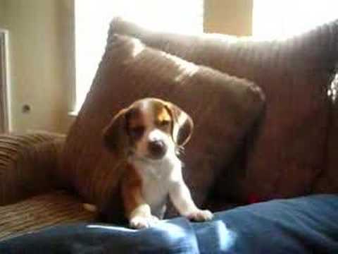 OMG, how pweshus: Beagle Puppy - OMG.BLOG