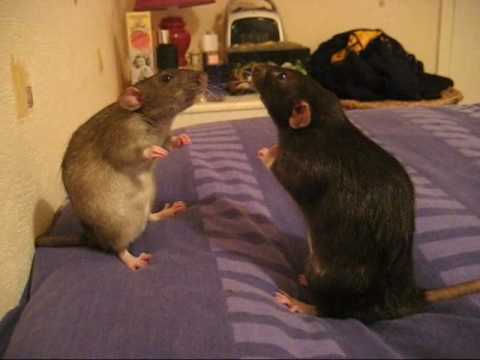 OMG, how tense: Rat Staring Contest - OMG.BLOG