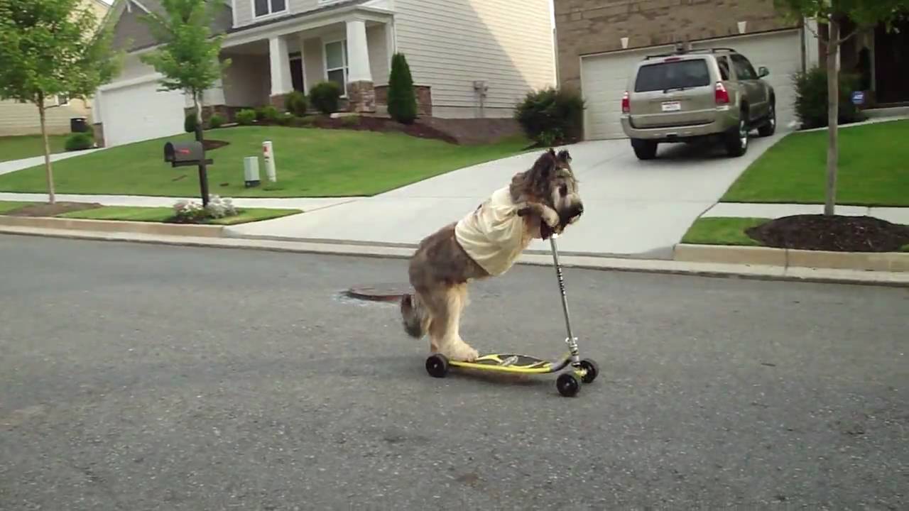 OMG, Norman the scooter-riding dog: Friend or foe? - OMG.BLOG