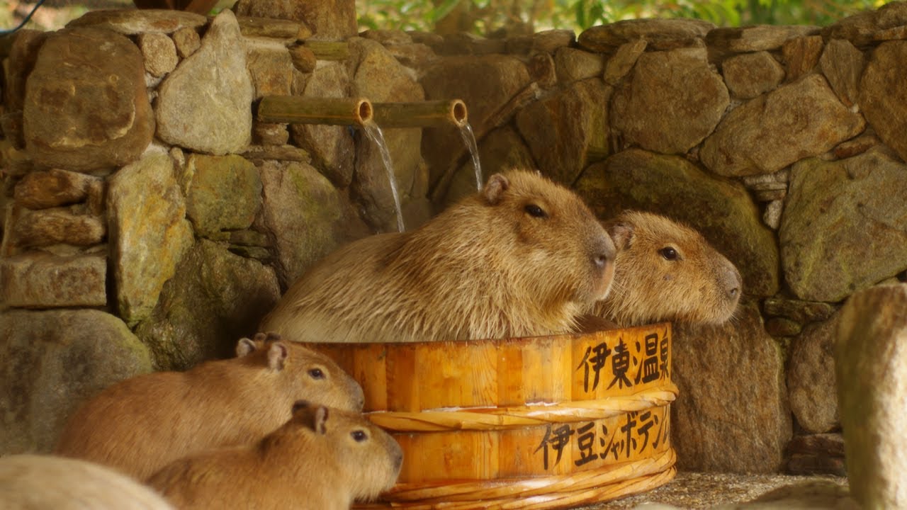 OMG, soak - it - up: 'God Loves Capybaras' - OMG.BLOG