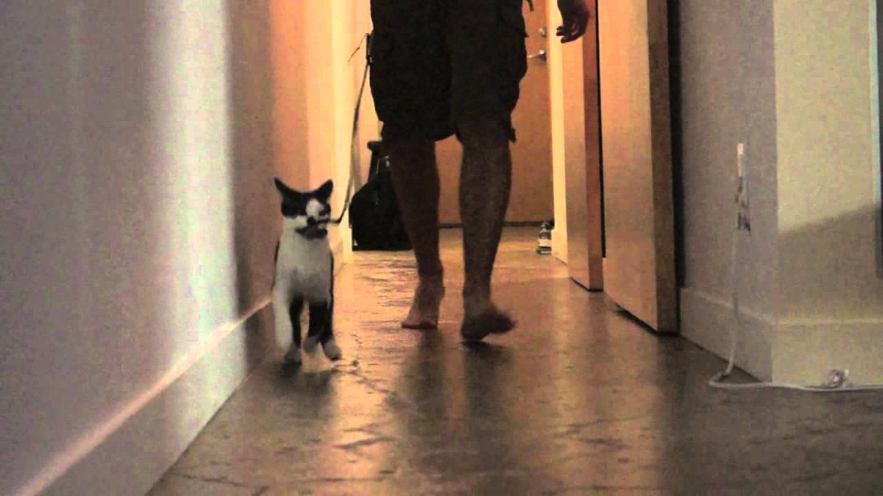 OMG, talking about training: The 7-step guide to walking your human ...