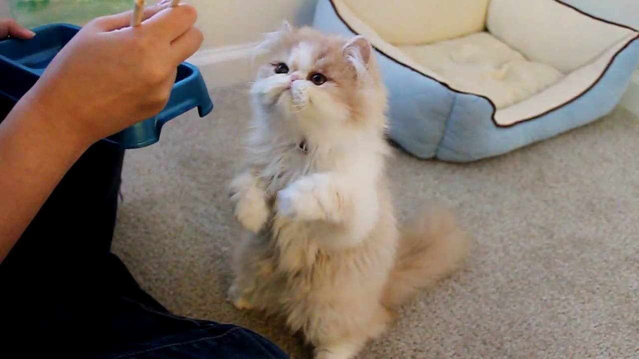 OMG, The Cat Eats With Chopsticks! - OMG.BLOG