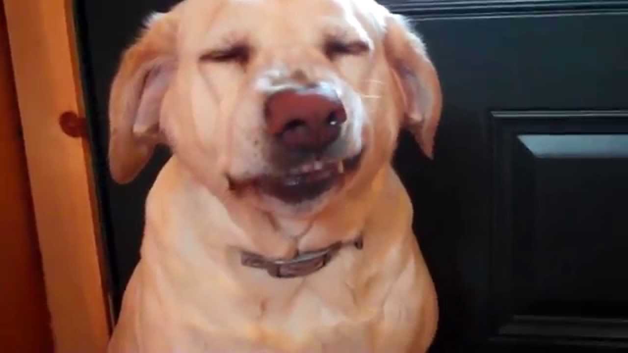 OMG, the (doggy) face says it all: Guilty! - OMG.BLOG
