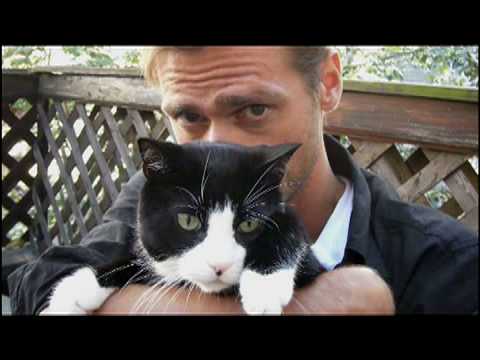 OMG, why we love cats: PBS - OMG.BLOG