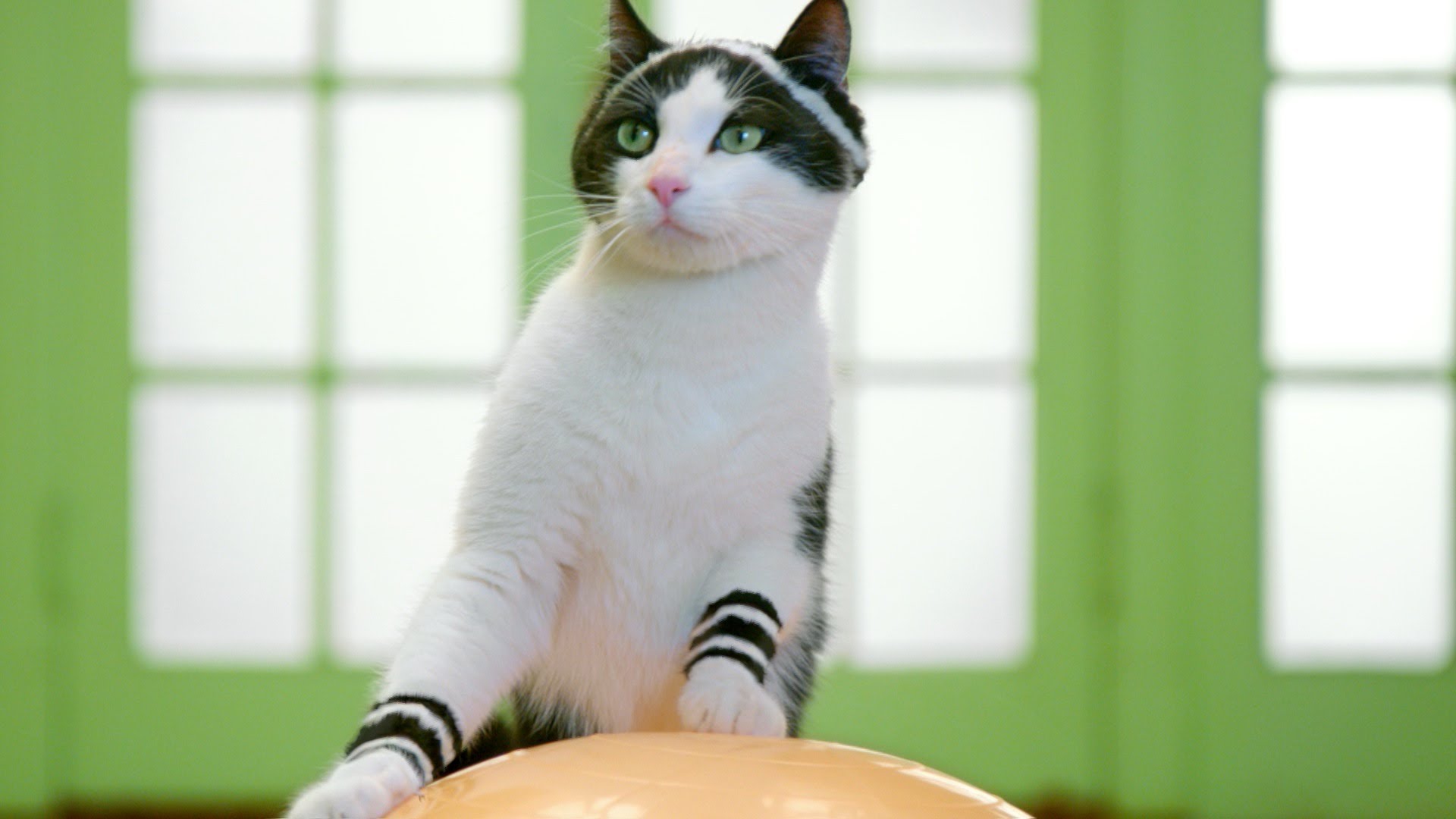 OMG, work it meowt: Temptations' 'Work It Kitty!' - OMG.BLOG