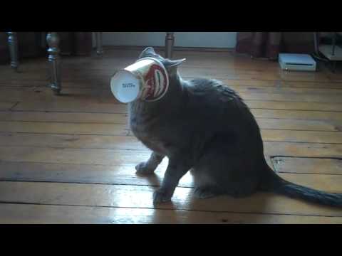 OMG, You Catch More Cats With Häagen-Dazs - OMG.BLOG