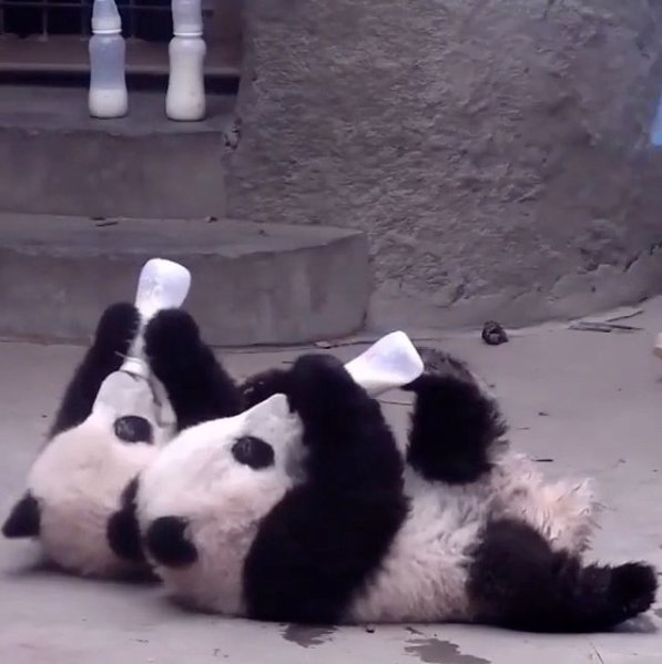 OMG, how cute: Baby panda feeding time - OMG.BLOG