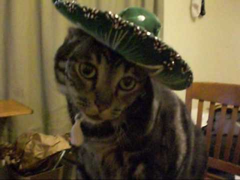 The Mexican Cat Dance - OMG.BLOG