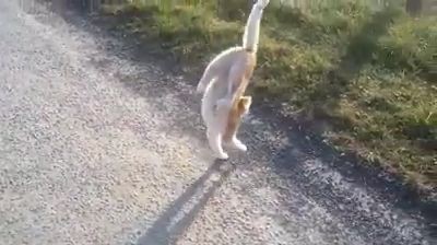 OMG, how cute: Cat walking on his "hands" - OMG.BLOG