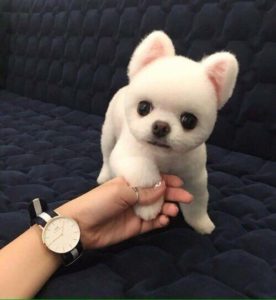 OMG, how cute: Little white puff - OMG.BLOG