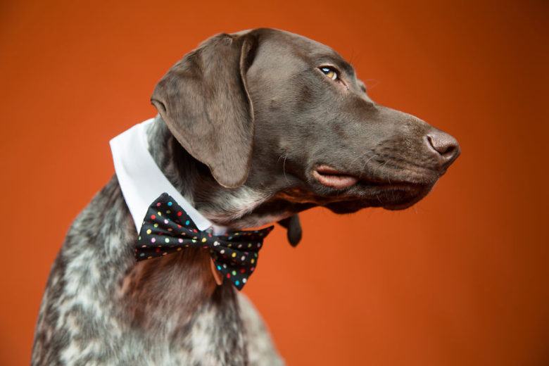 OMG, here's a gallery full of DERPY dog expressions to get your through ...