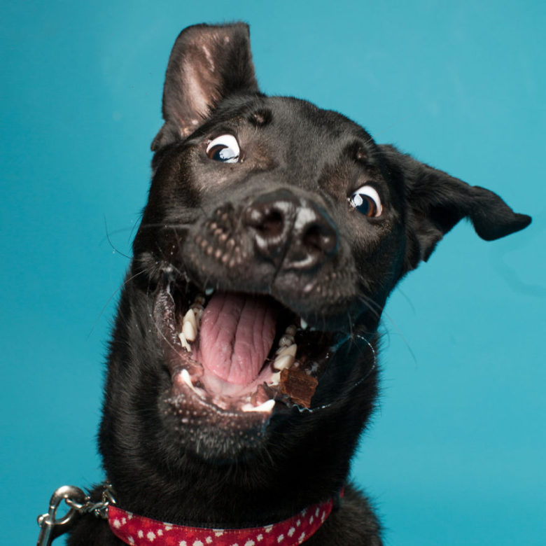 OMG, here's a gallery full of DERPY dog expressions to get your through ...
