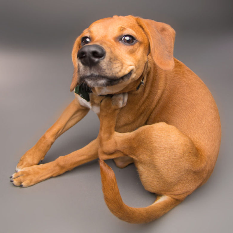 OMG, here's a gallery full of DERPY dog expressions to get your through ...