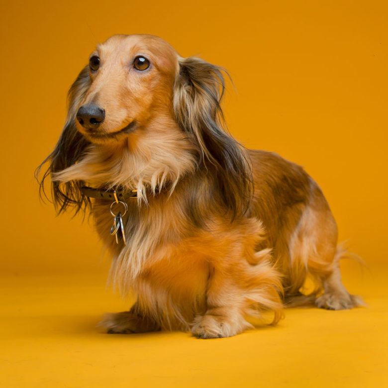 OMG, here's a gallery full of DERPY dog expressions to get your through ...